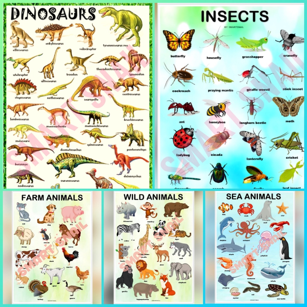 Laminated ANIMALS, INSECTS and DINOSAURS Educational Wall Charts for ...