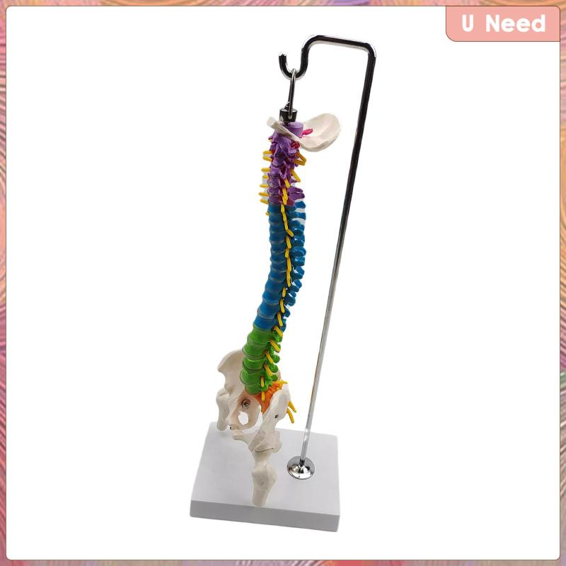 [wishshopeeyas] Life Size Flexible Spine Model with Stand with ...