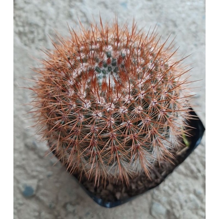 fireball cactus (bigsize) | Shopee Philippines