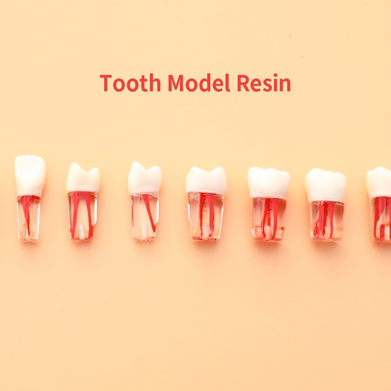 Tooth Model For Dental Oral Teaching Resin Teeth Resin Dental ...
