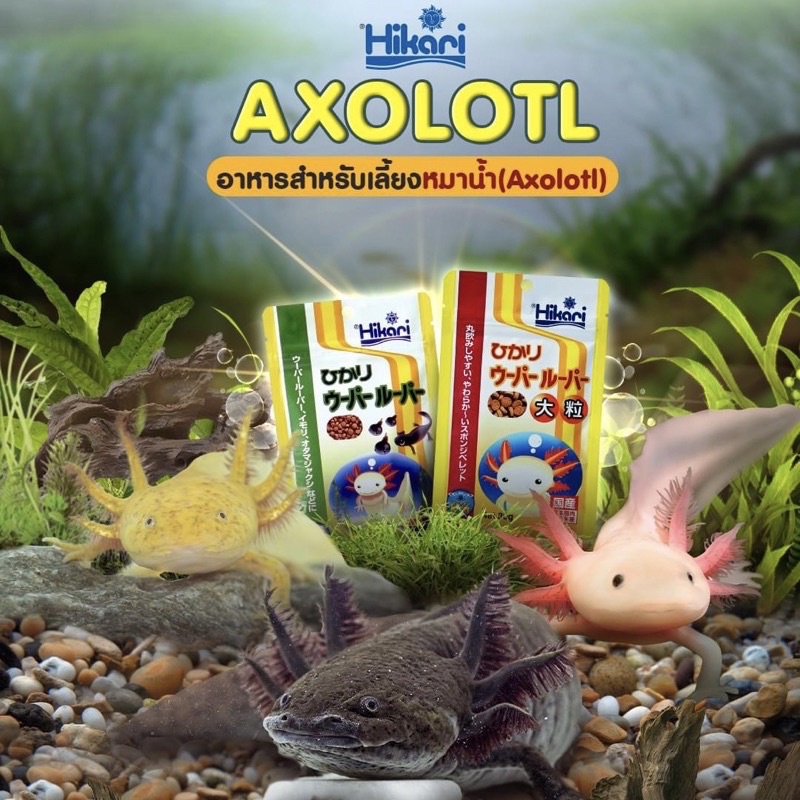 Hikari Axolotl 30g Water Dog Food Sink Type More Protein Direct From ...