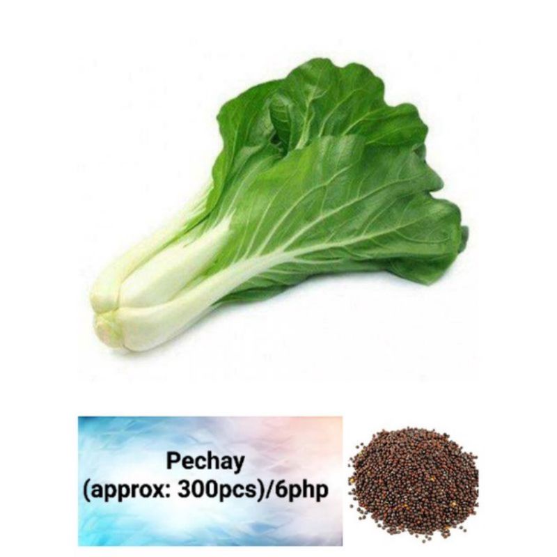 Vegetable & Fruit Seeds (Lettuce,Pepper,Tomato,Eggplant,Pechay ...
