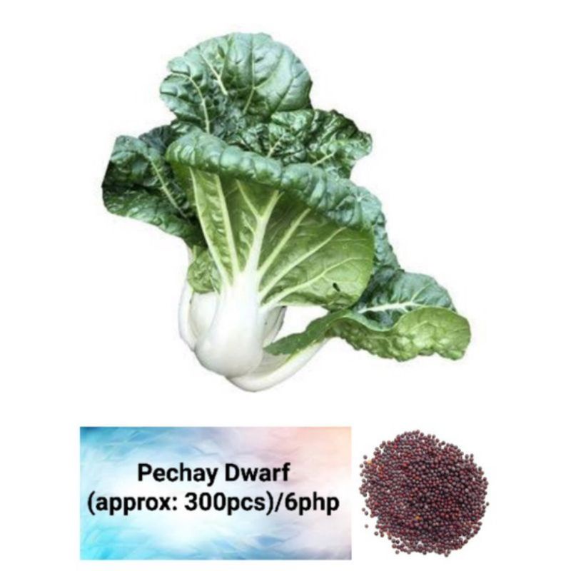Vegetable & Fruit Seeds (Lettuce,Pepper,Tomato,Eggplant,Pechay ...