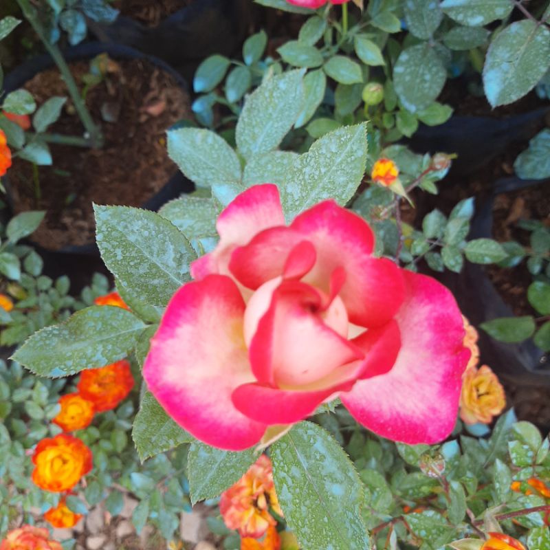 piti mini ROSES(liveplant)bigpot | Shopee Philippines