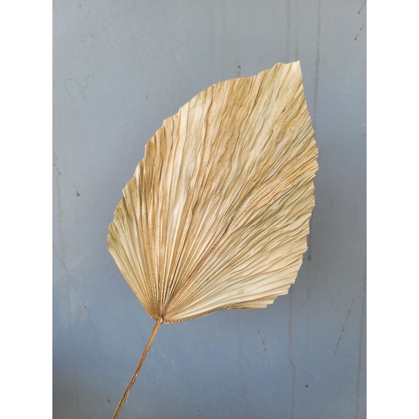 Dried Anahaw Leaves Dahon | Shopee Philippines