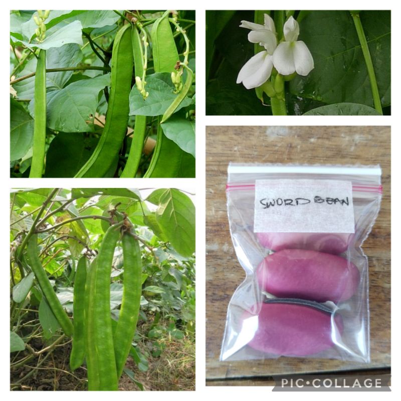 Sword Beans or Jack Beans Seeds Red Variety | Shopee Philippines
