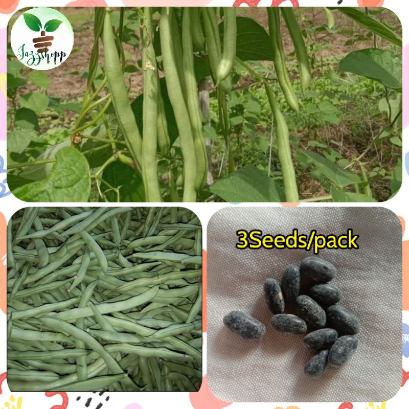 Baguio Beans Seeds Certified seeds for planting(REPACKED) | Shopee ...