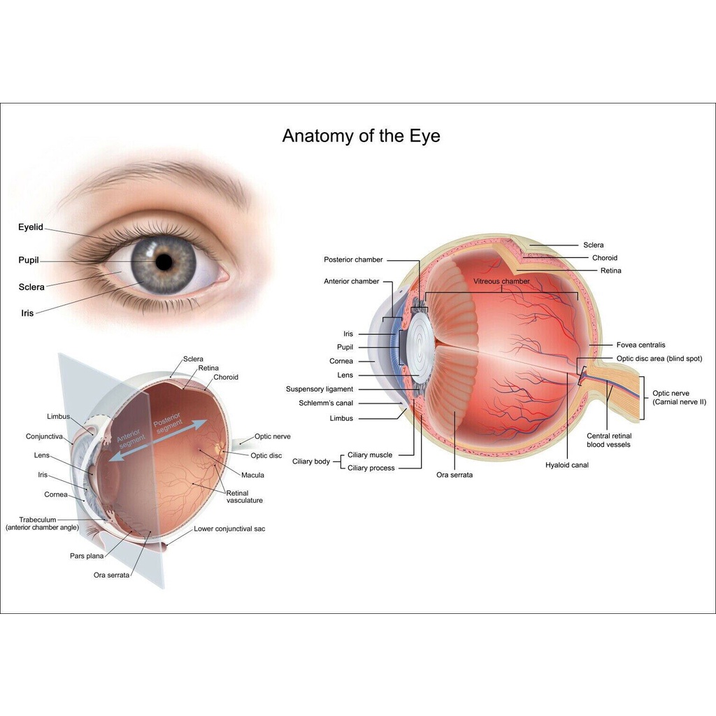 ANATOMICAL DIAGRAM HUMAN EYE ANATOMY OPTOMETRIST CHART Art Film Print ...