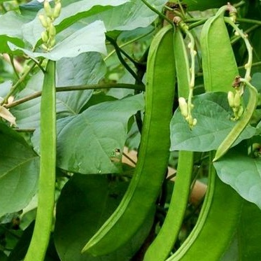 Sword Beans or Jack Beans Seeds Red Variety | Shopee Philippines