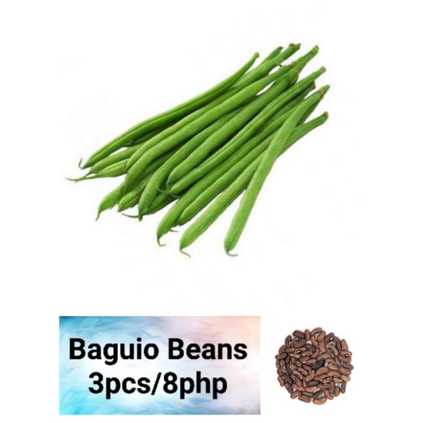 Baguio Beans Seeds (3pcs) | Shopee Philippines