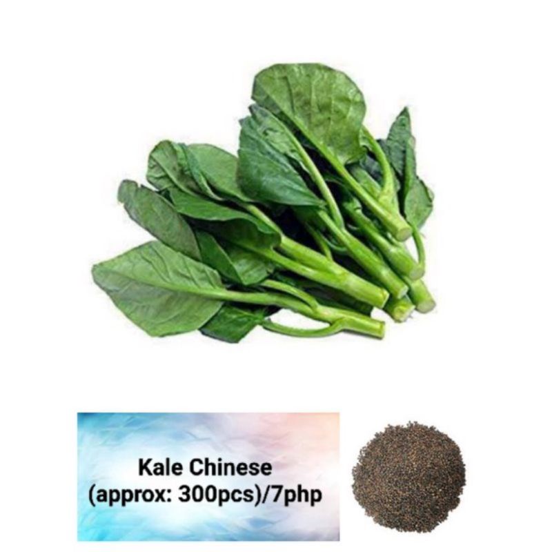Vegetable & Fruit Seeds (Lettuce,Pepper,Tomato,Eggplant,Pechay ...
