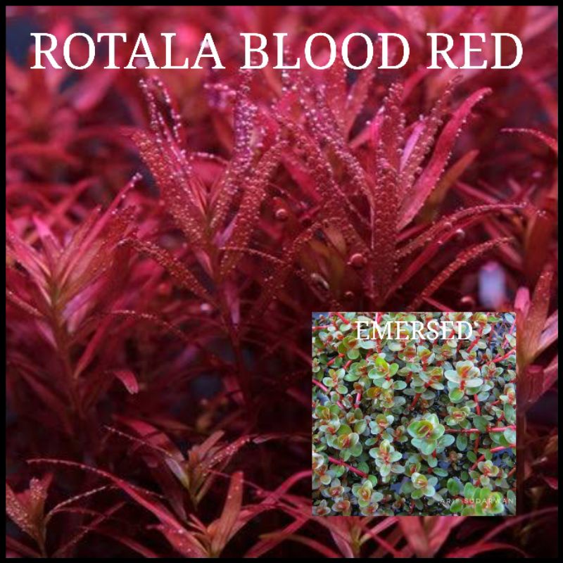 ROTALA GROUP 1: NANJENSHAN,RED CROSS, GREEN, HRA,VIETNAM, MAKA RED ...