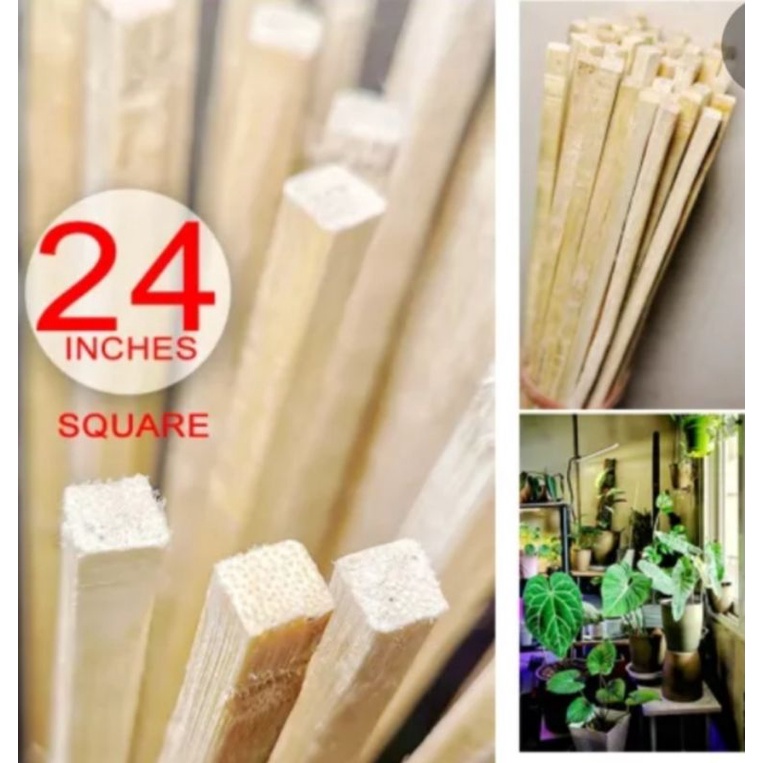 Square 24 inches Bamboo Plant Stick/Grow support 50pcs | Shopee Philippines