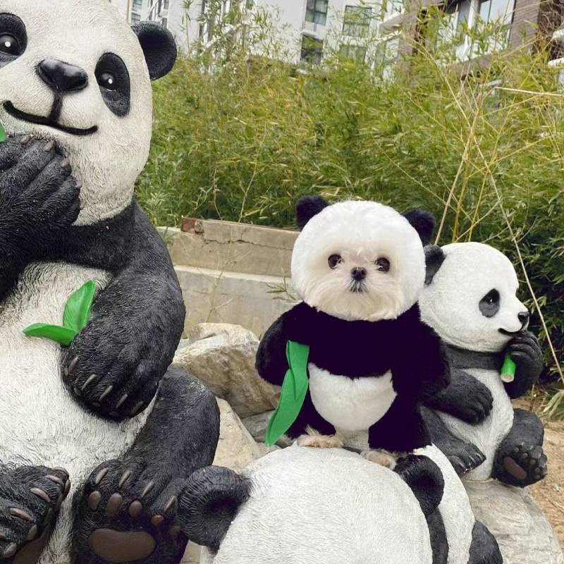 Dog Panda Clothes Standing Small Dog Bichon Teddy/Pomeranian Maltese ...