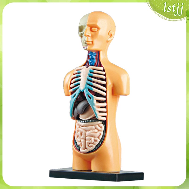[Ready Stock] Human Body Anatomy Model Prank Scary Toy for Kids ...