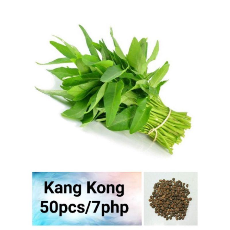 Vegetable & Fruit Seeds (Lettuce,Pepper,Tomato,Eggplant,Pechay ...