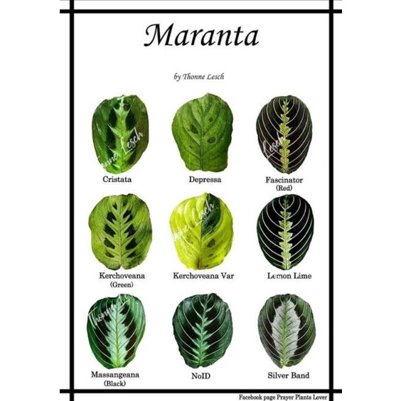 Marantha Rabbit Tracks | Shopee Philippines