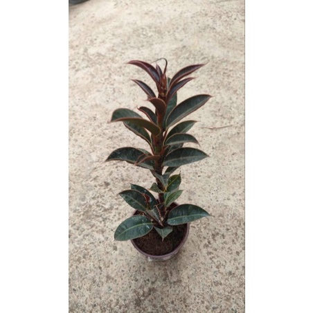 dwarf rubber tree(cute) | Shopee Philippines