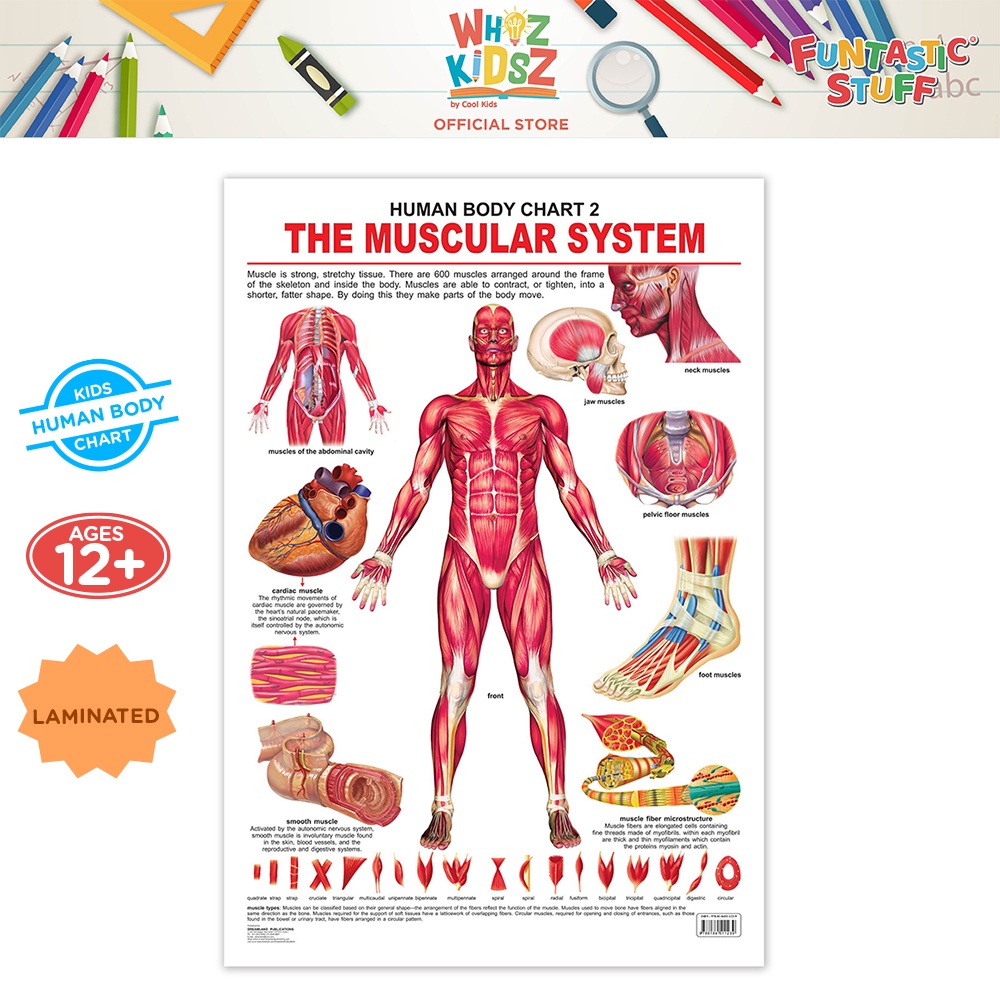 Whiz Kidsz The Muscular System Laminated Wall Chart, Educational Chart ...