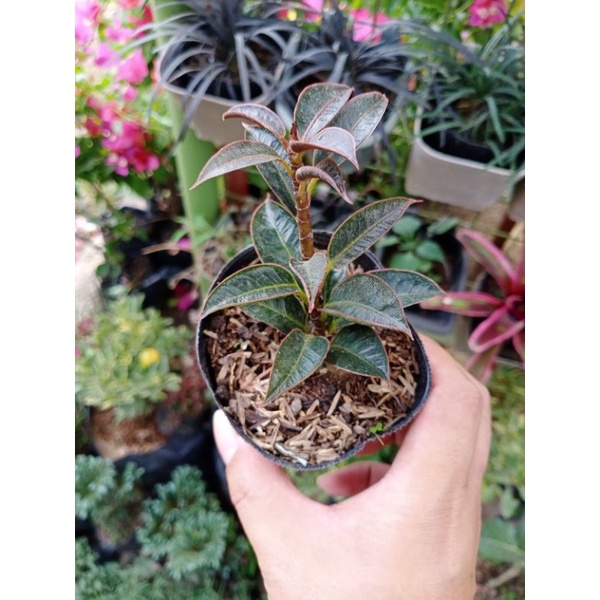 Dwarf Burgandy Rubber Tree (Ficus elastica) (home display/ garden decor ...