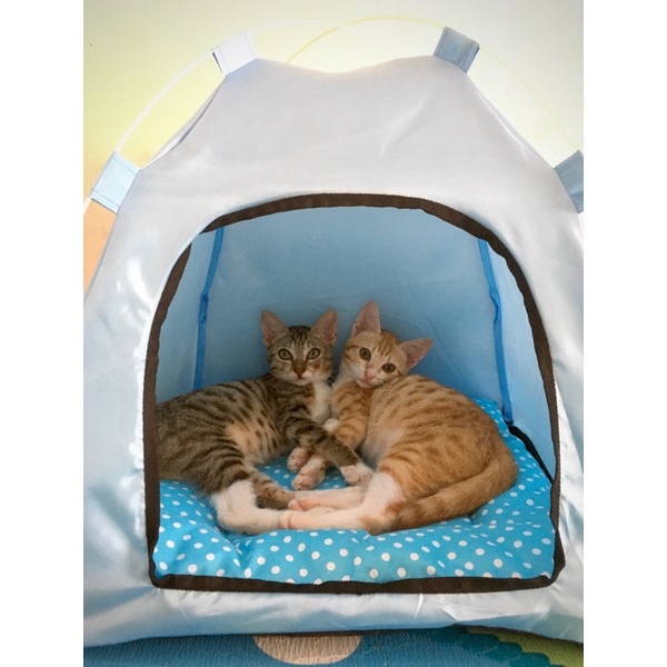 TENDA TENT house cat dog cat bed | Shopee Philippines