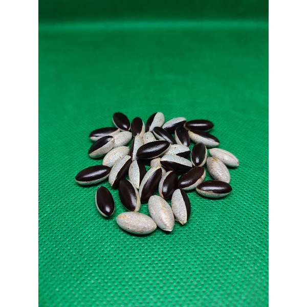 Miracle berry / Magic Fruit Seeds 10pcs | Shopee Philippines
