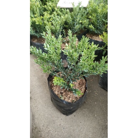 BLUEBERRY TREE COLLECTION | Shopee Philippines