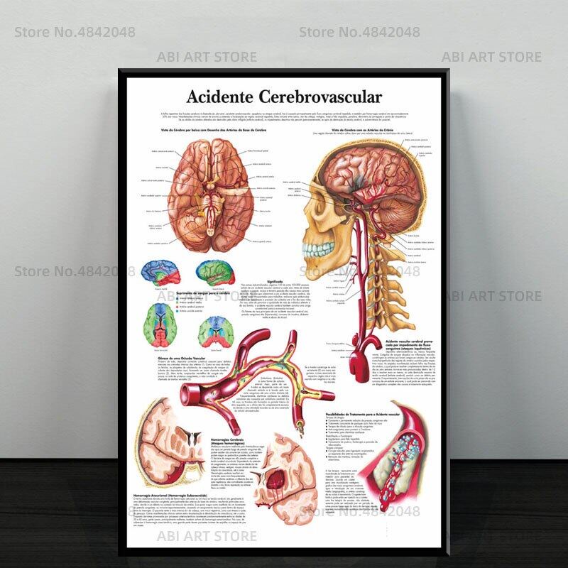 Anatomical Chart Human Body Anatomy Medical Skeleton Body Organs System ...