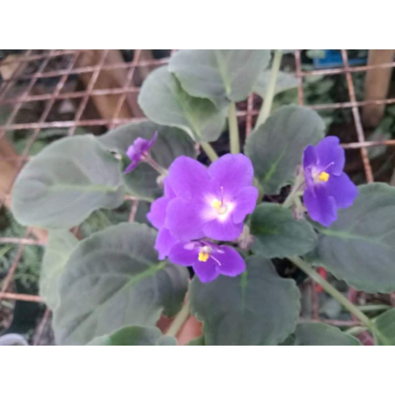 AFRICAN VIOLETS COLLECTION | Shopee Philippines