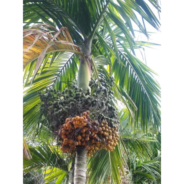 Nganga live pl4nt | Betel Nut Tr3e with soil or upr00t(for luzon and ...