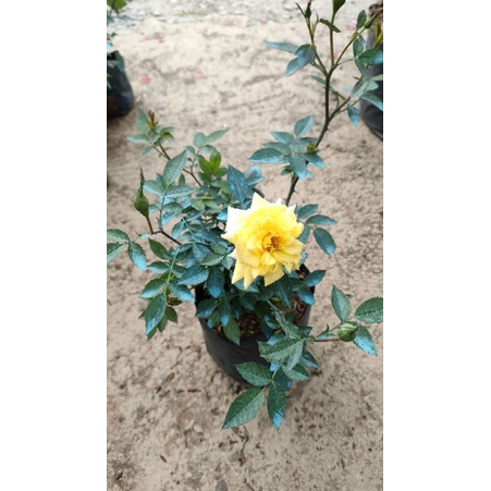 PITI MINI ROSE/MINIATURE(SMALL PETALS) | Shopee Philippines