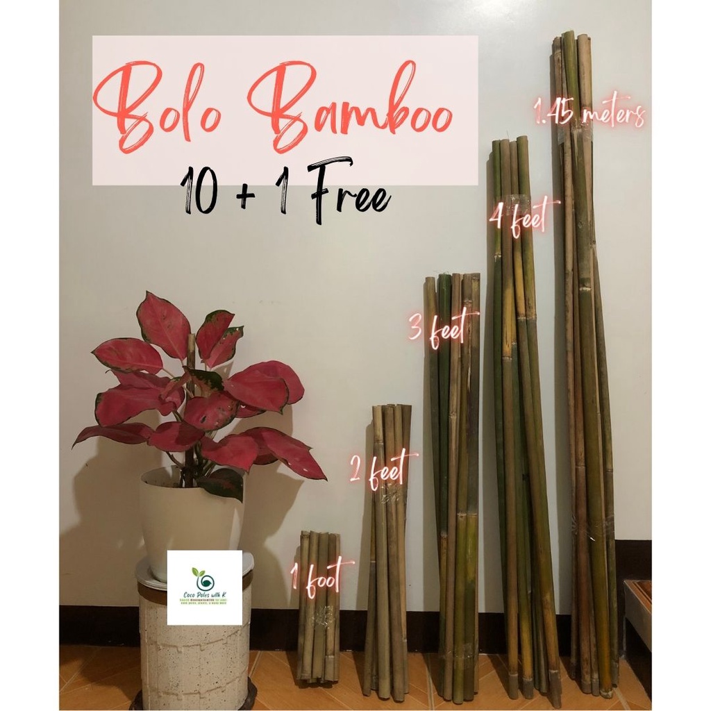 Bamboo Stick Bundle (11 pcs), Plant Pole, Base for Pole, Bamboo Stick ...