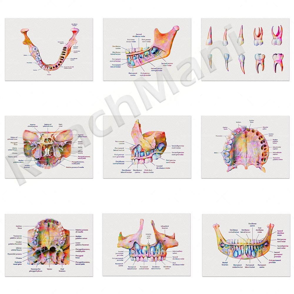 Dental poster alveolar bone structure printing tooth anatomy dental art ...