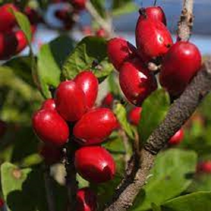 MIRACLE FRUIT SEED "BERRIES" (MAGIC FRUIT) | Shopee Philippines