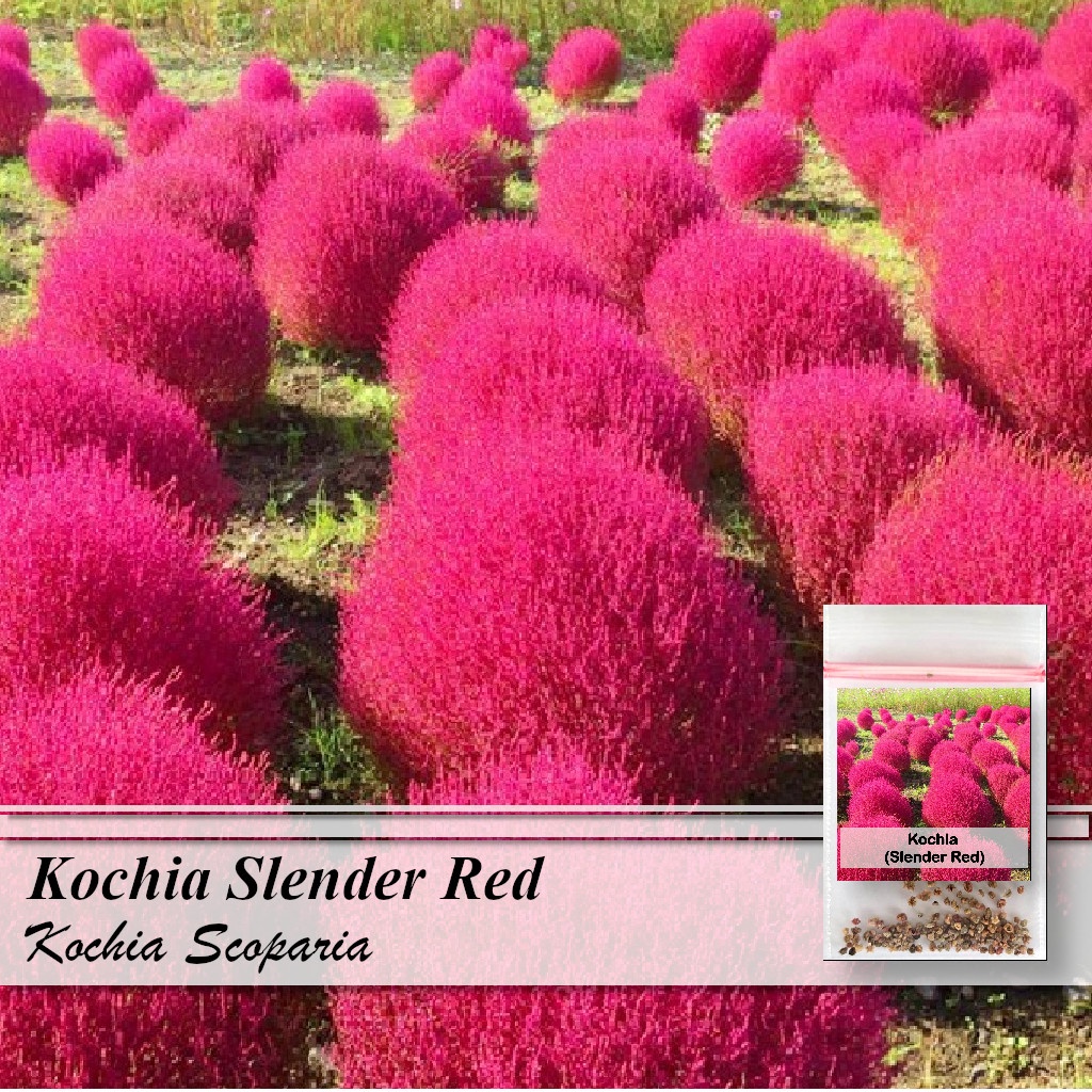 Kochia Flower 50 Seeds (Kochia Scoparia) Slender Red | Shopee Philippines