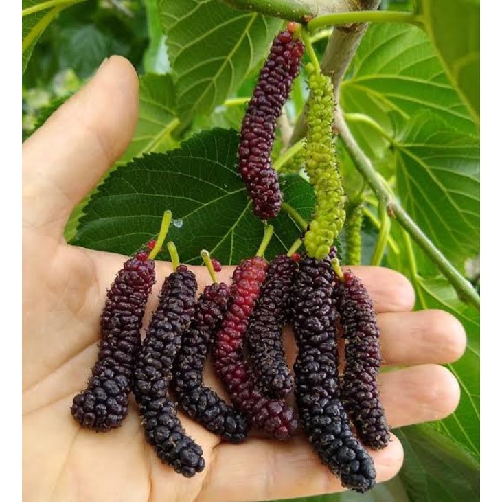 1-3 pcs red himalayan taiwan long red imported Mulberry cuttings or ...