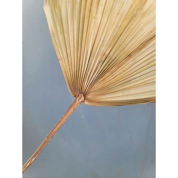 Dried Anahaw Leaves Dahon | Shopee Philippines