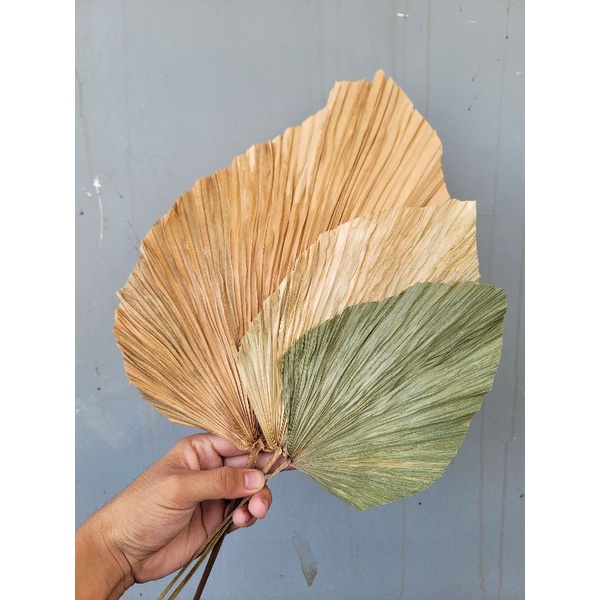 Dried Anahaw Leaves Dahon | Shopee Philippines