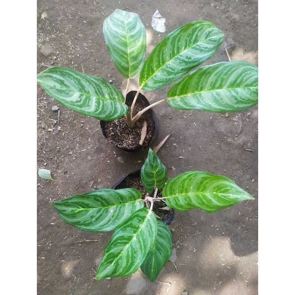 Miccah Farm Aglaonema Snow white| aglaonema collection indoor plants ...