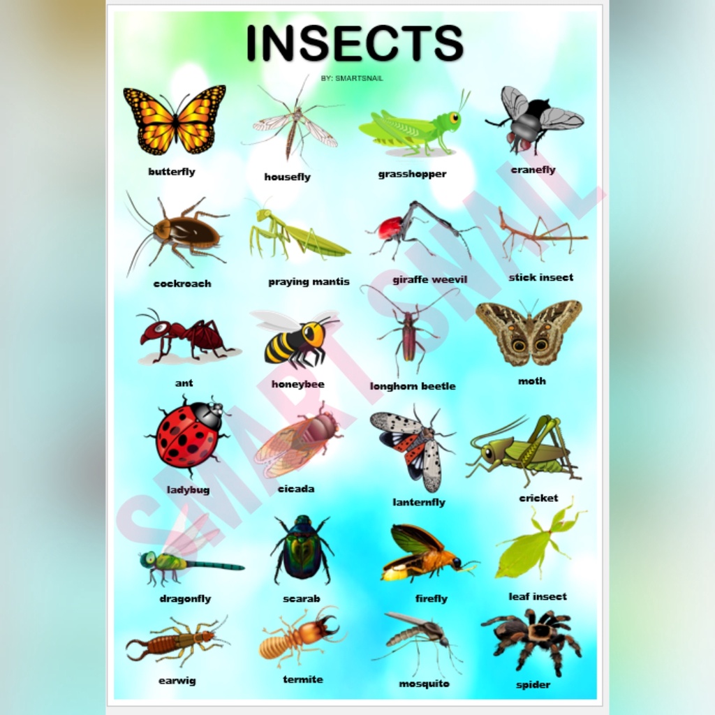 Laminated ANIMALS, INSECTS and DINOSAURS Educational Wall Charts for ...