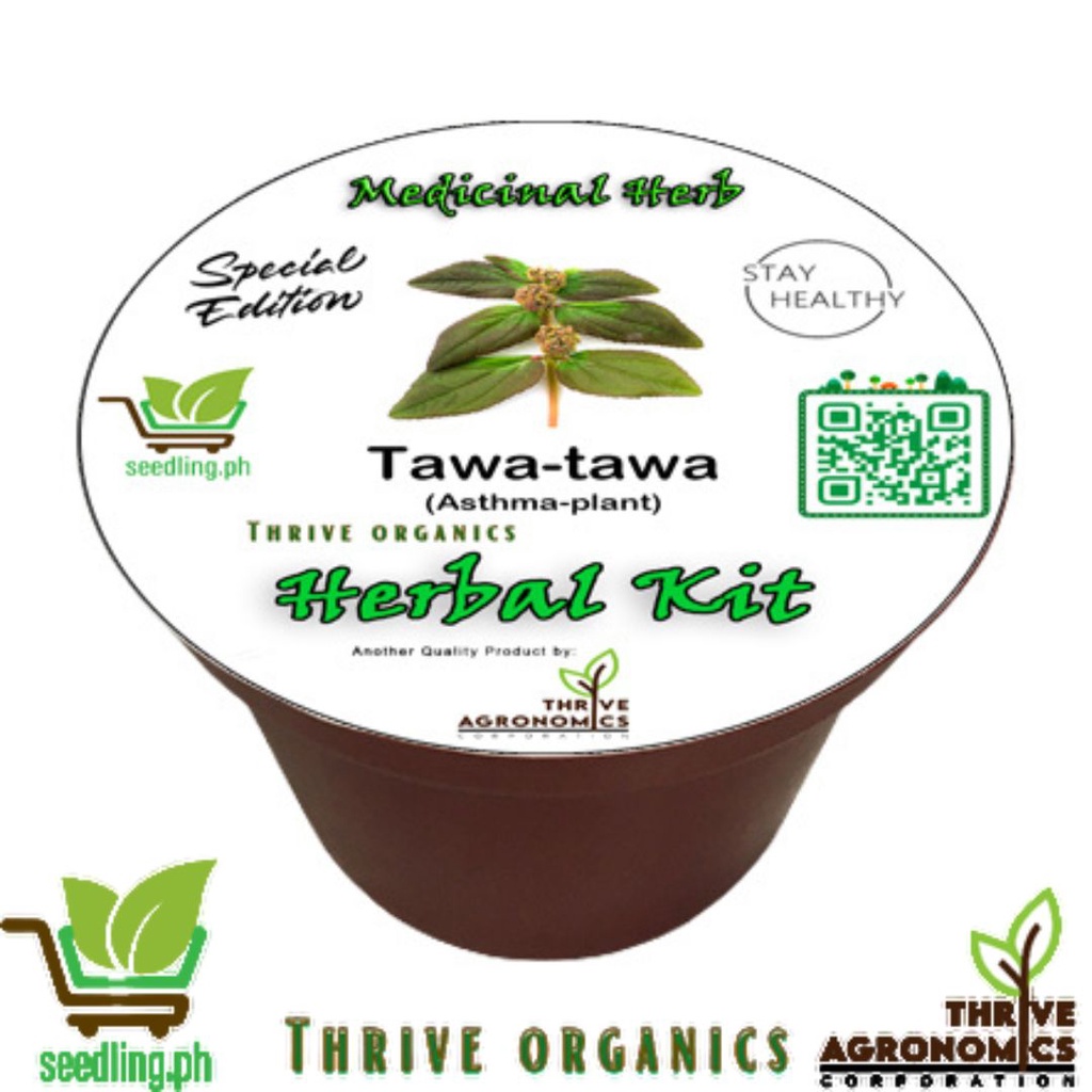 Tawa-tawa Asthma-plant Herbal Kit Grow Kit Seedling Kit Starter Kit ...