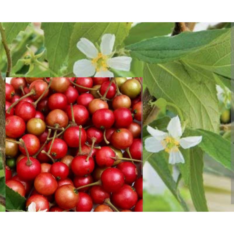 Aratiles fruit seeds/mansanitas seeds(110seeds+free) | Shopee Philippines