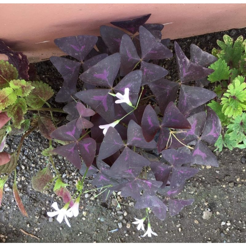 Live Plant Oxalis Triangularis Butterfly Purple False Shamrock Indoor ...