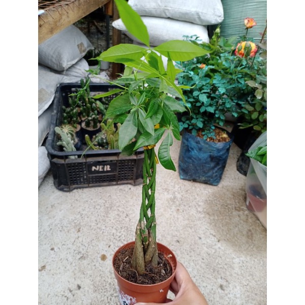 Braided Pachira Aquatica(Lucky/money Tree) | Shopee Philippines