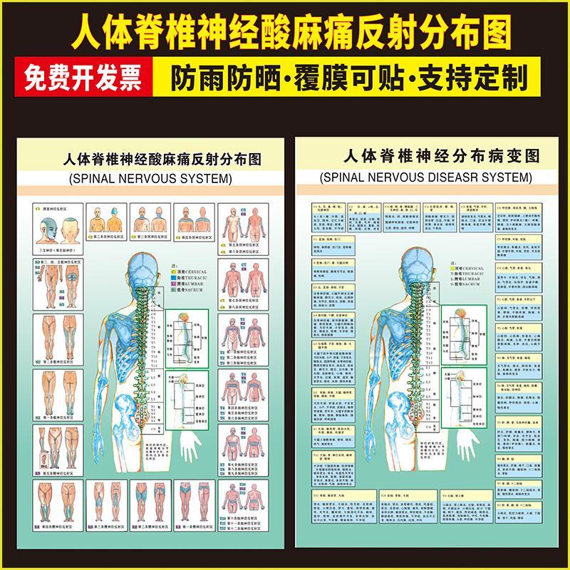 1/8 Human Acupoint Map Neural System Series Human Spine Neurosis ...