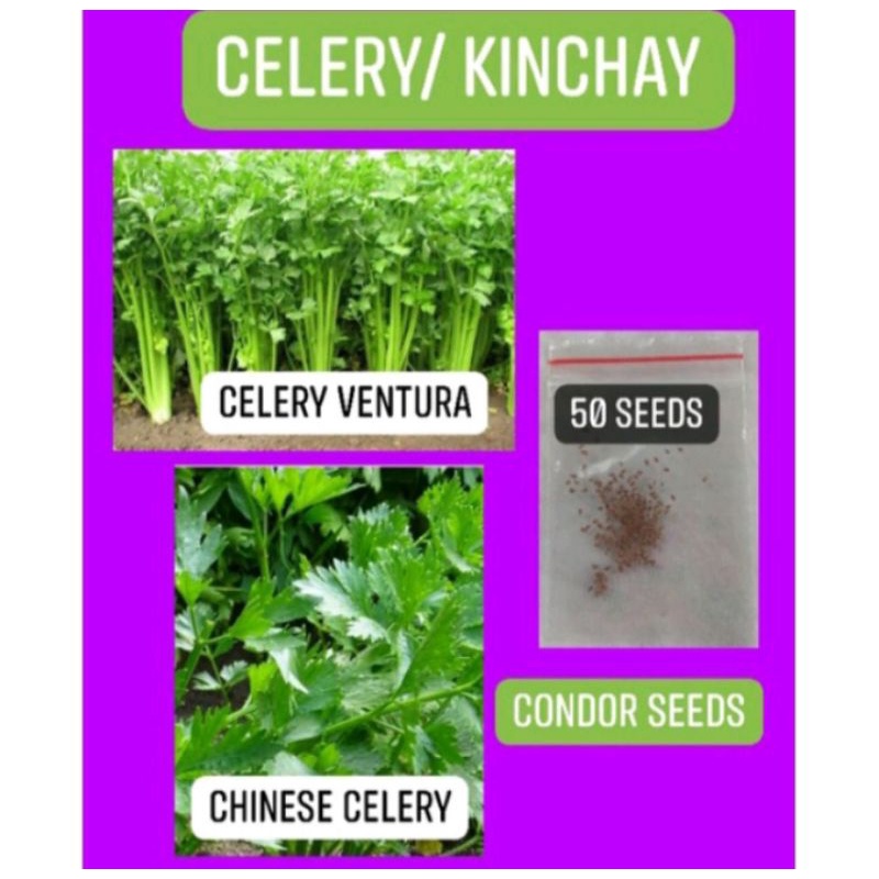 Chinese Celery/Ventura Celery Kinchay for Planting(approx 100seeds per ...
