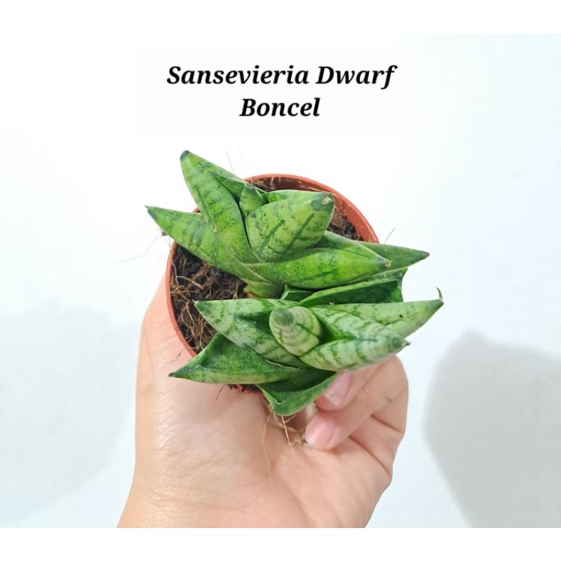 sansevieria dwarf boncel 6cm | Shopee Philippines