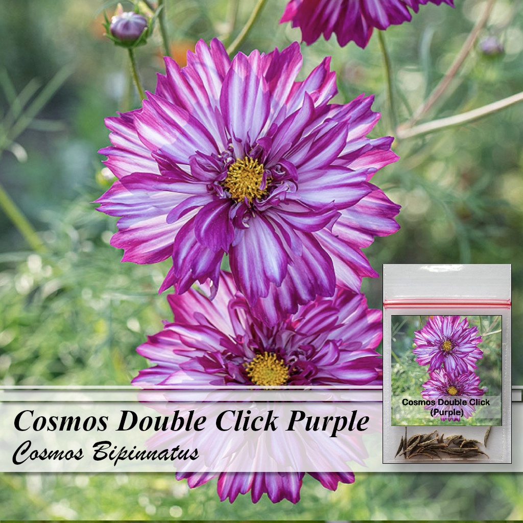 Cosmos Double Click Bicolor Purple White 20 Seeds Cosmos Bipinnatus ...