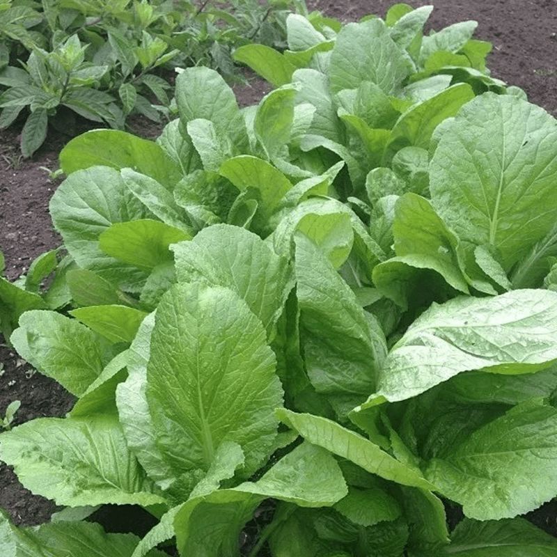 Mustasa Seeds /Mustard seeds for planting (100Grams) | Shopee Philippines