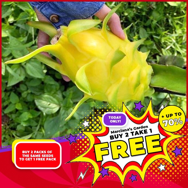 Yellow Dragon Fruit Seeds - Yellow Pitahaya - Thai Gold Pitaya Seeds ...